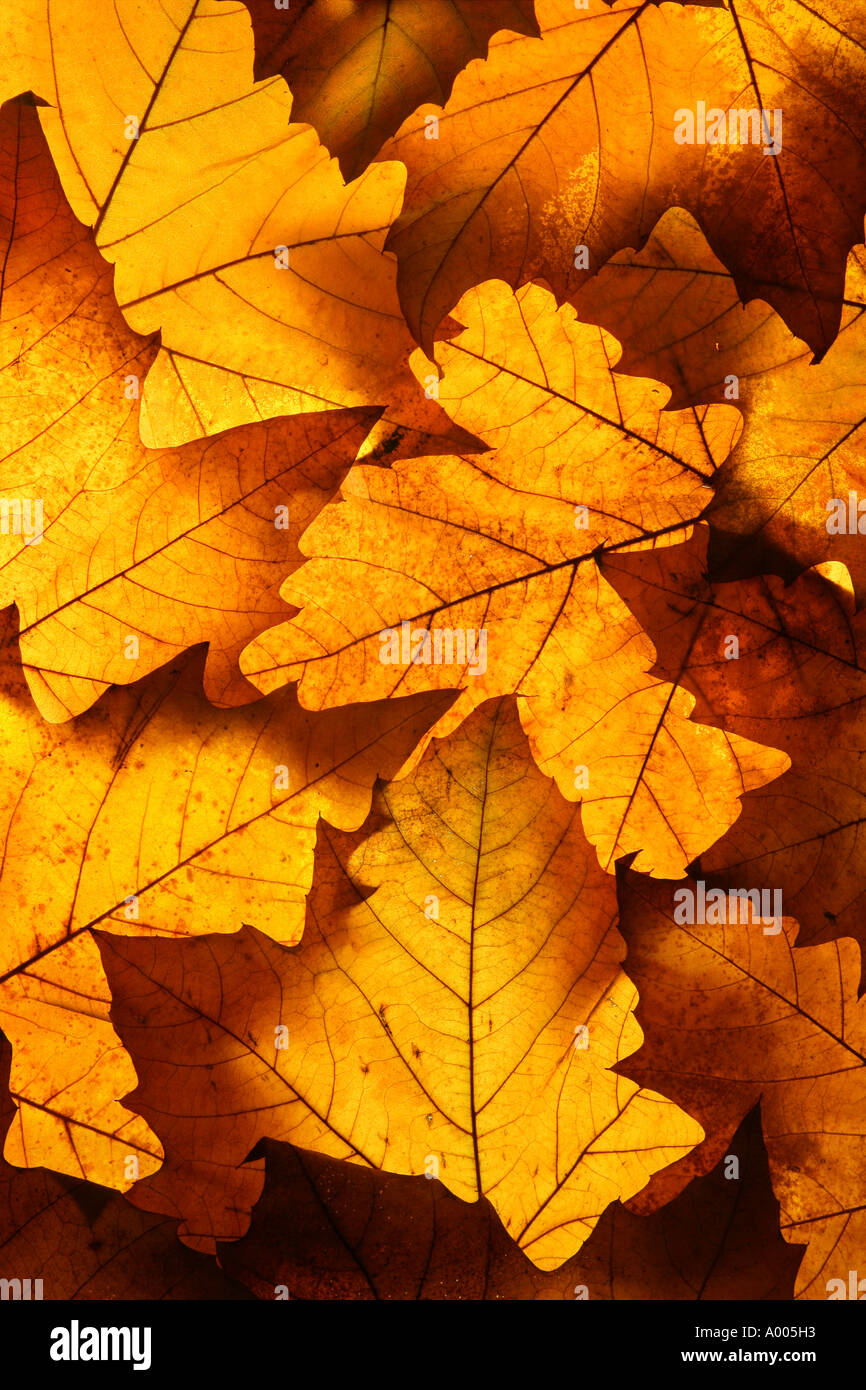 Backlit maple leaf detail hi-res stock photography and images - Alamy