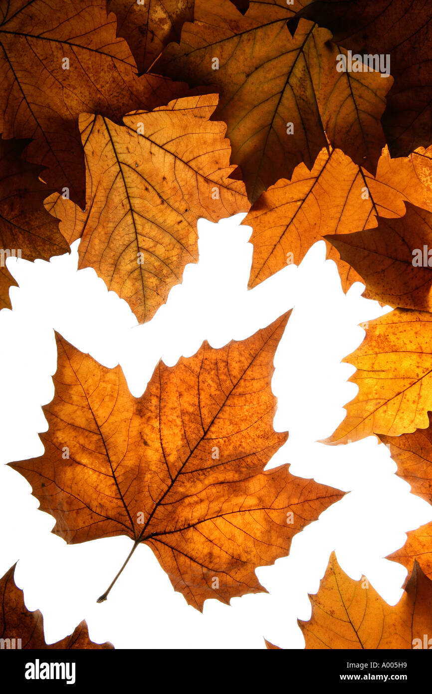 Backlit maple leaf detail hi-res stock photography and images - Alamy