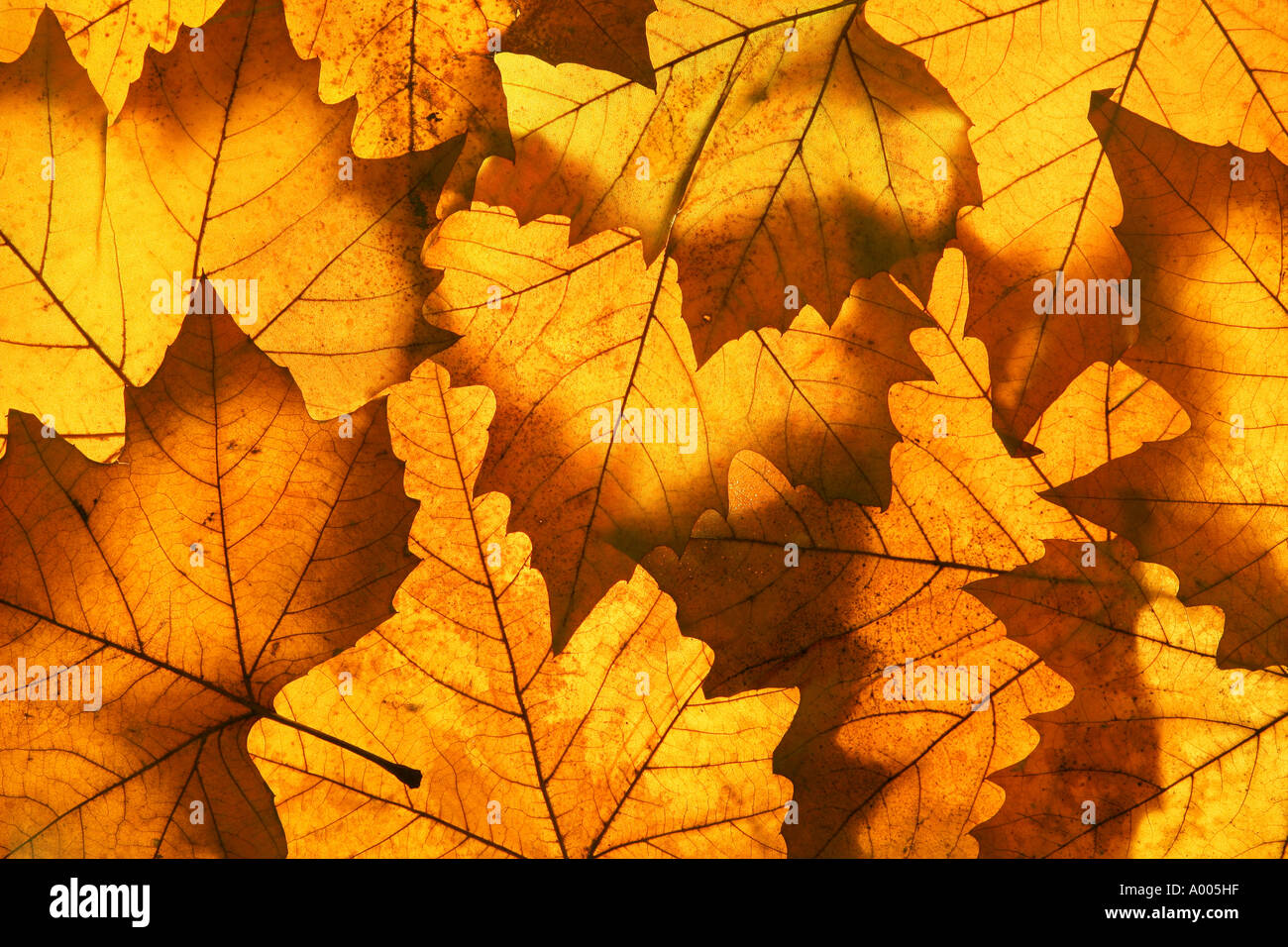 Backlit maple leaf detail hi-res stock photography and images - Alamy