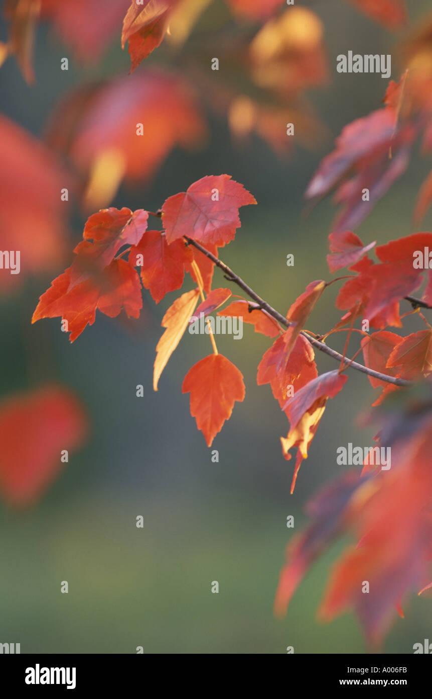 Red Maple (Acer rubrum) leaves in fall color and afternoon light ...
