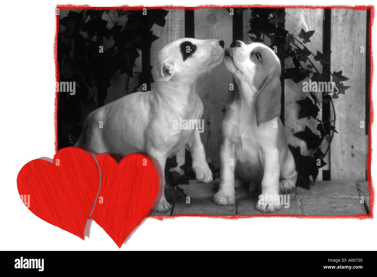 puppies in love kissing pets Stock Photo - Alamy
