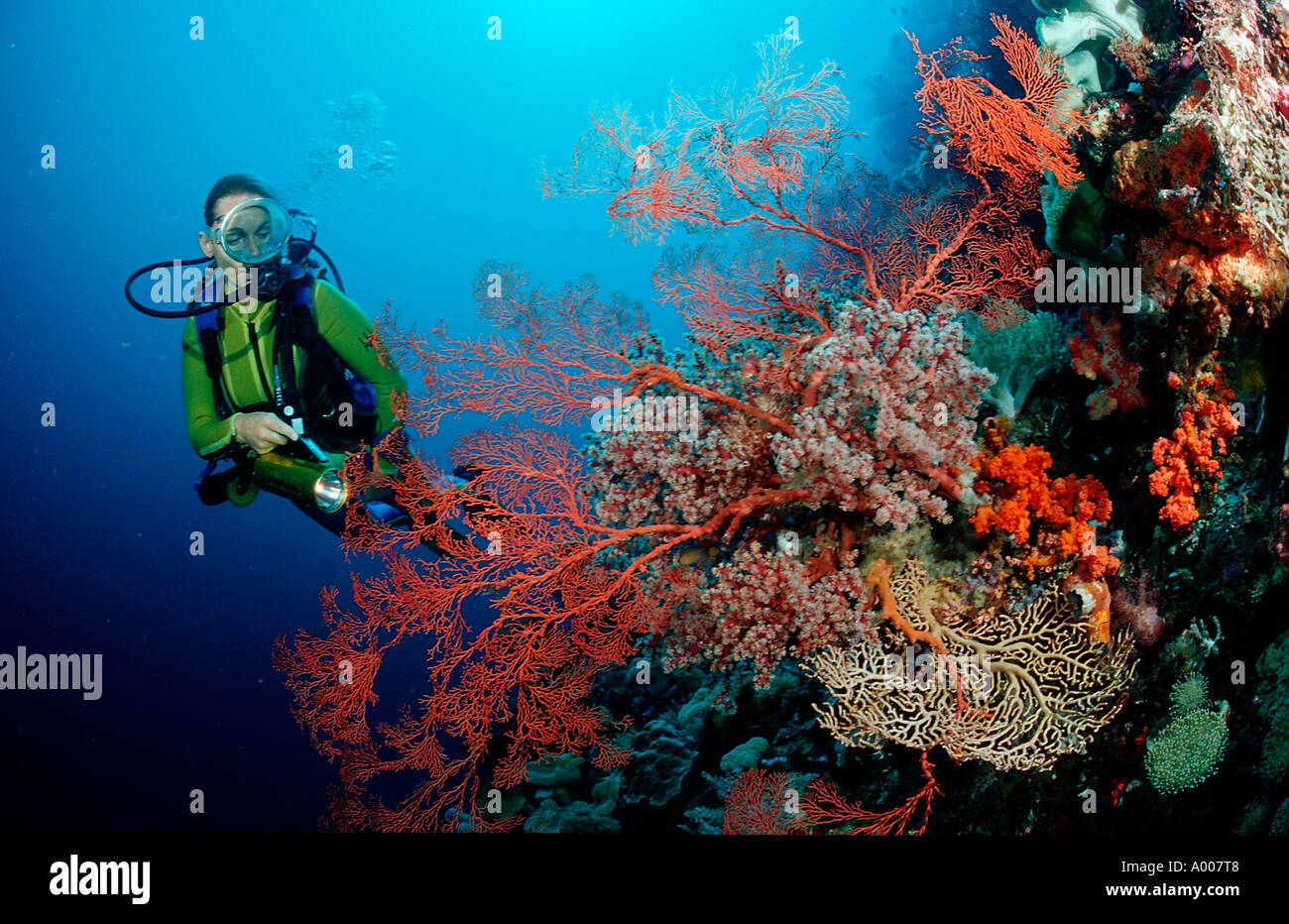 Scuba diver and Coral reef Indonesia Wakatobi Dive Resort Sulawesi ...