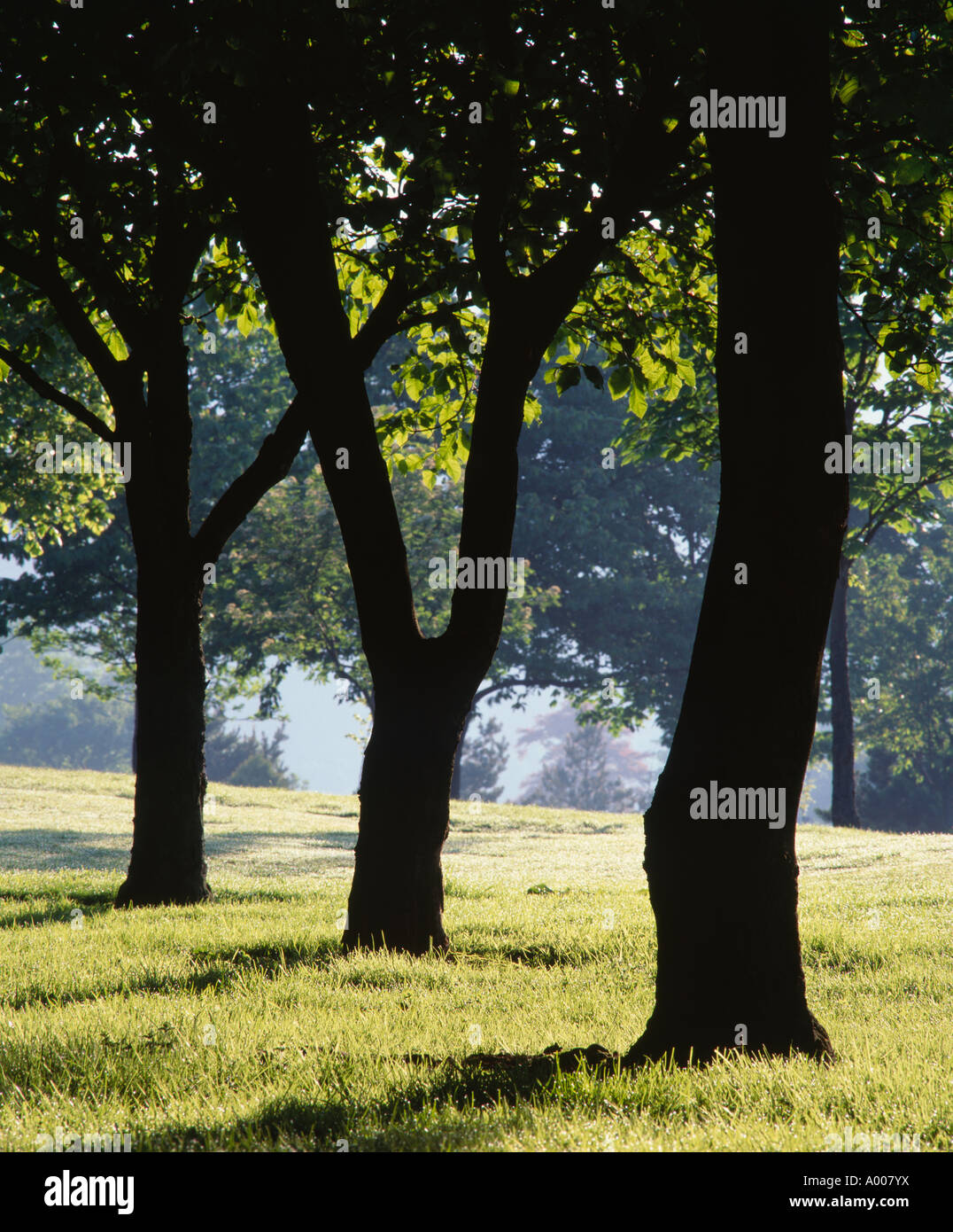 Three silhouetted tree trunks Stock Photo - Alamy