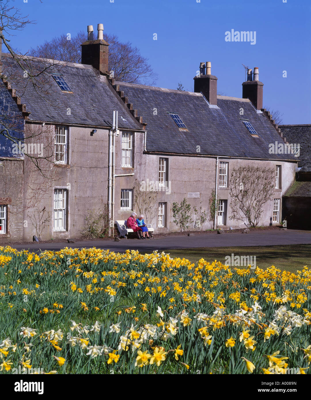 Daffodils by Geilston House, Cardross, Argyll and Bute, Scotland, UK ...