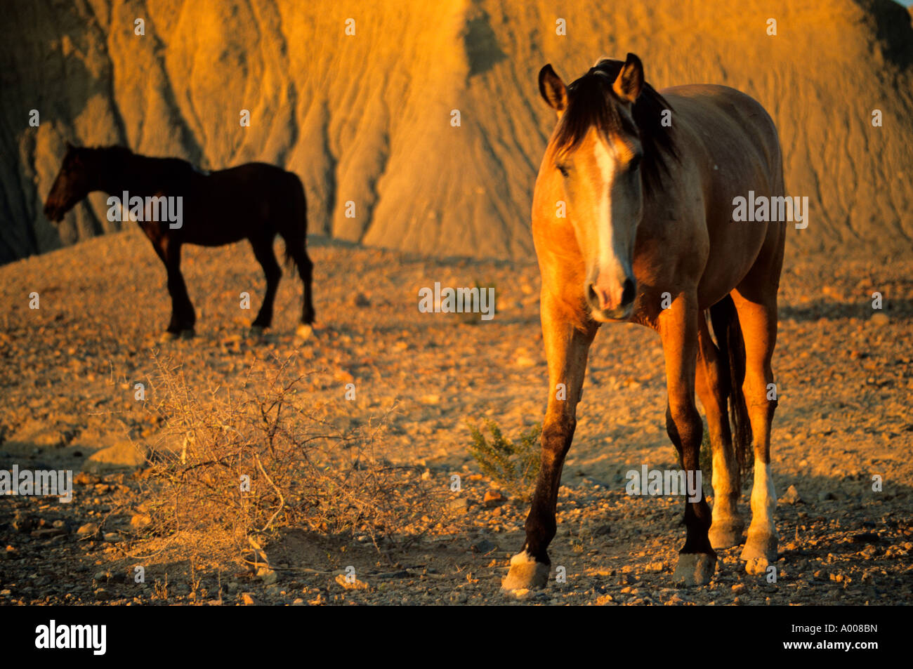 Texas, horses in the desert landscape Stock Photo - Alamy