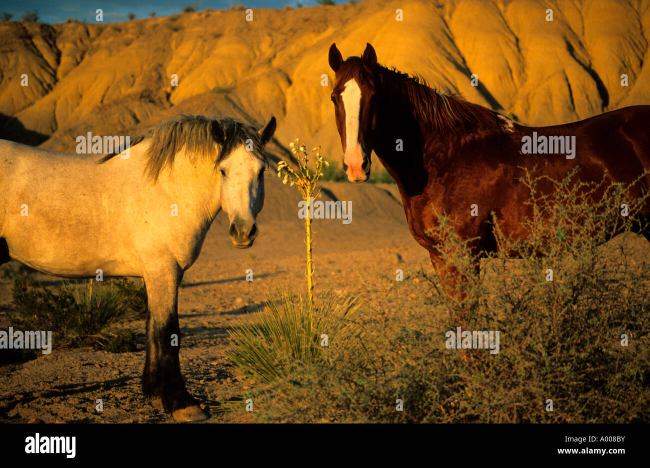 Texas, horses in the desert landscape Stock Photo - Alamy