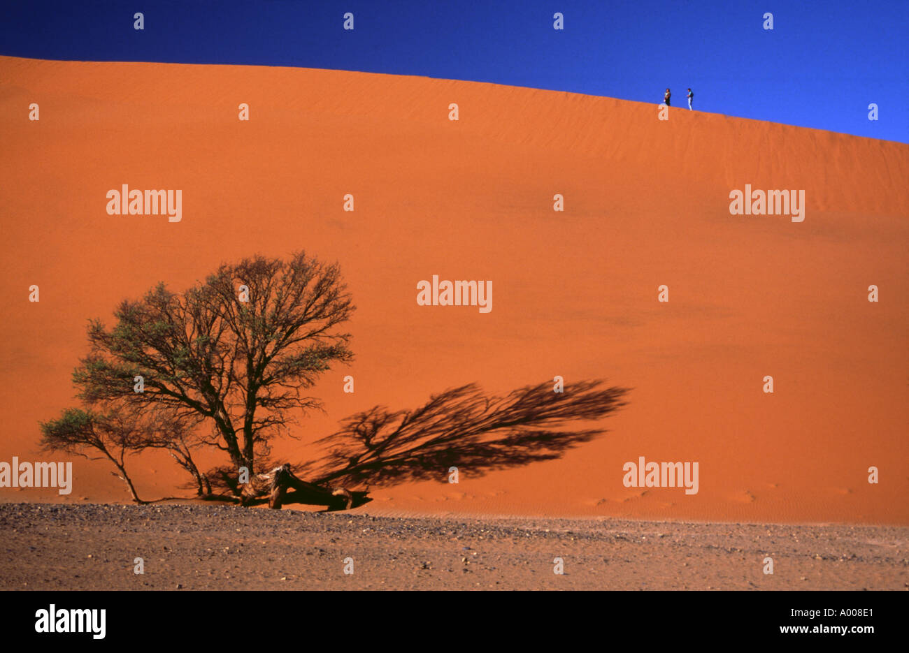 Namibia single tree at the Namib desert Stock Photo - Alamy