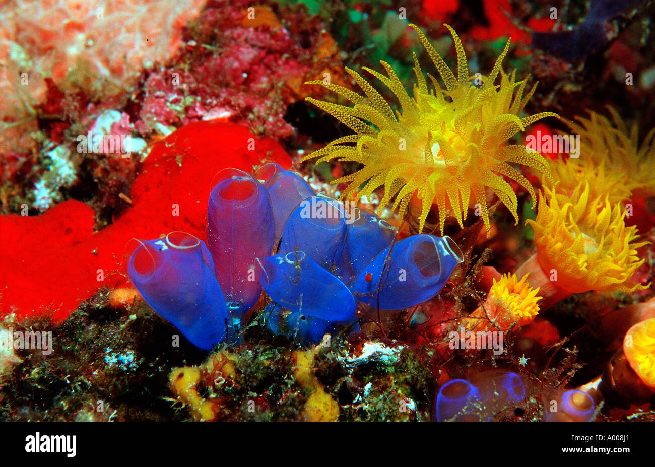 Blue ascidia hi-res stock photography and images - Alamy