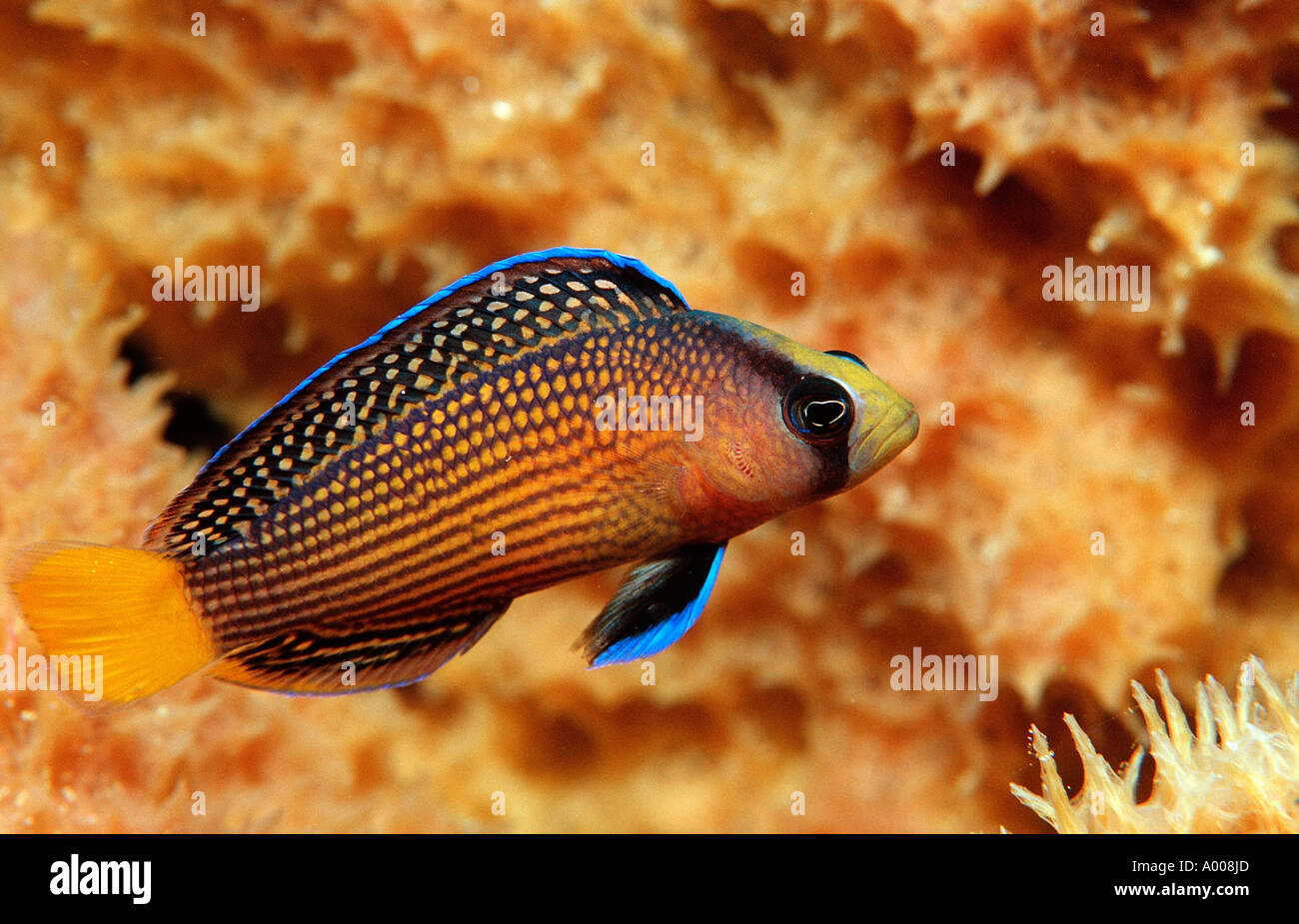 Splendid Dottyback Pseudochromis splendens Indonesia Wakatobi Dive ...