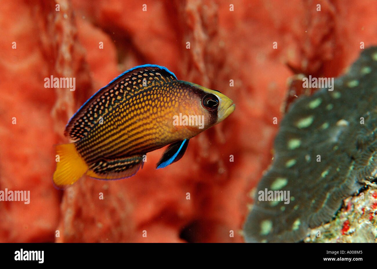 Splendid dottyback pseudochromis splendens hi-res stock photography and ...