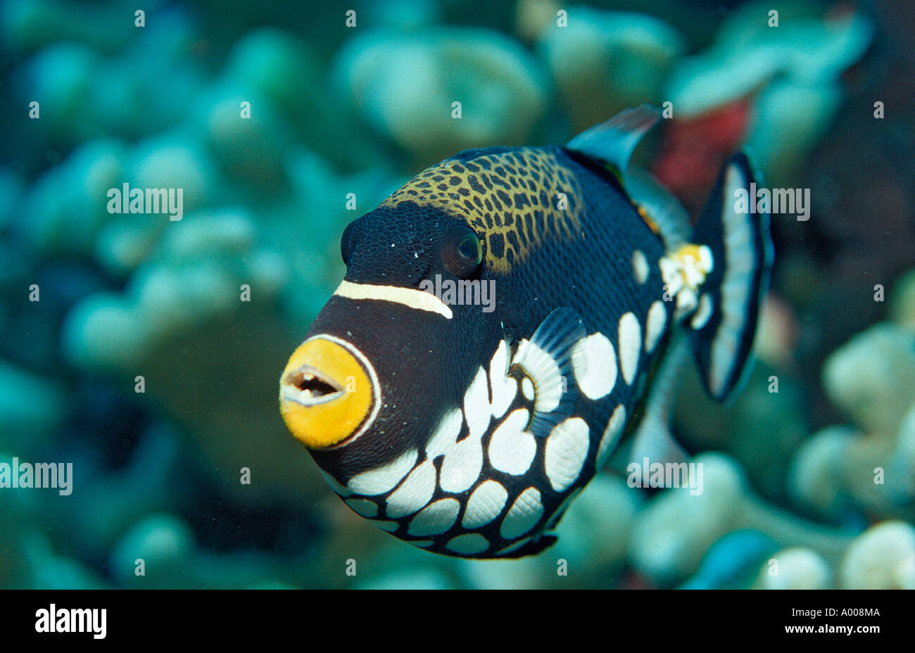 Clown triggerfish Balistoides conspicillum Indonesia Wakatobi Dive ...