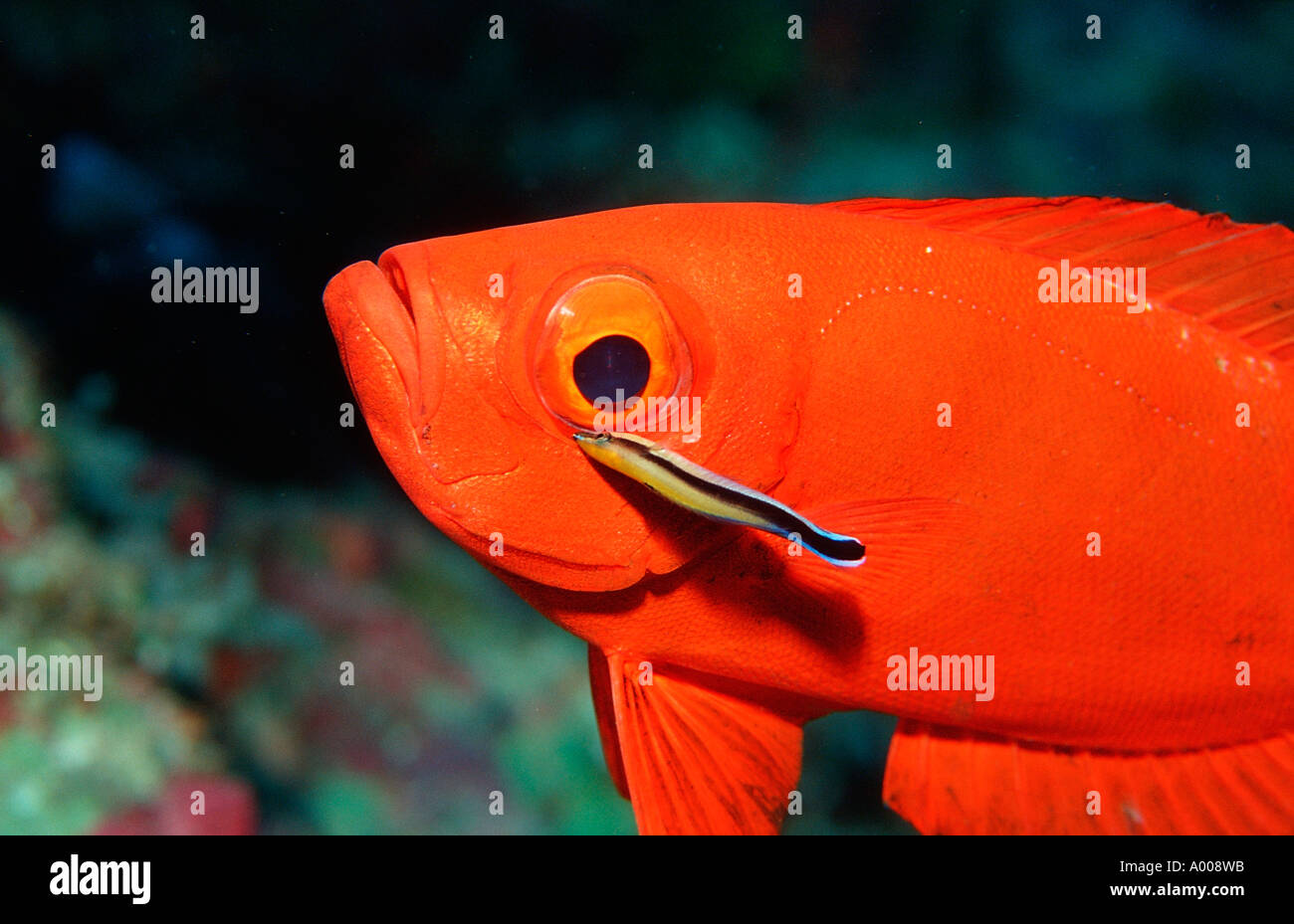 Crescent tail bigeye and Cleaner wrasse Priacanthus hamrur Labroides ...