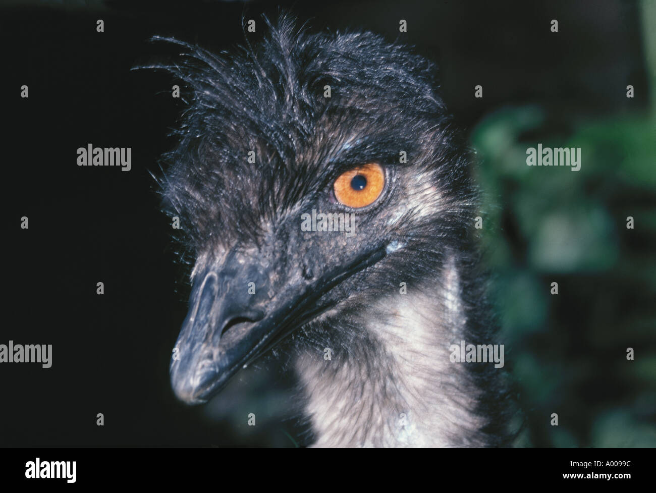 Emu, Dromaius novaehollandiae, face close up making eye contact with an ...