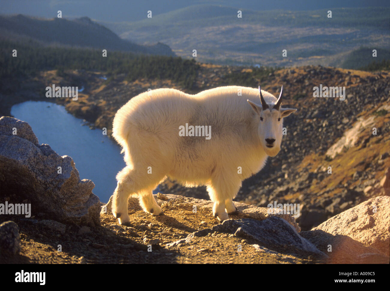 MG-2 SUNRISE MOUNTAIN GOAT Stock Photo - Alamy