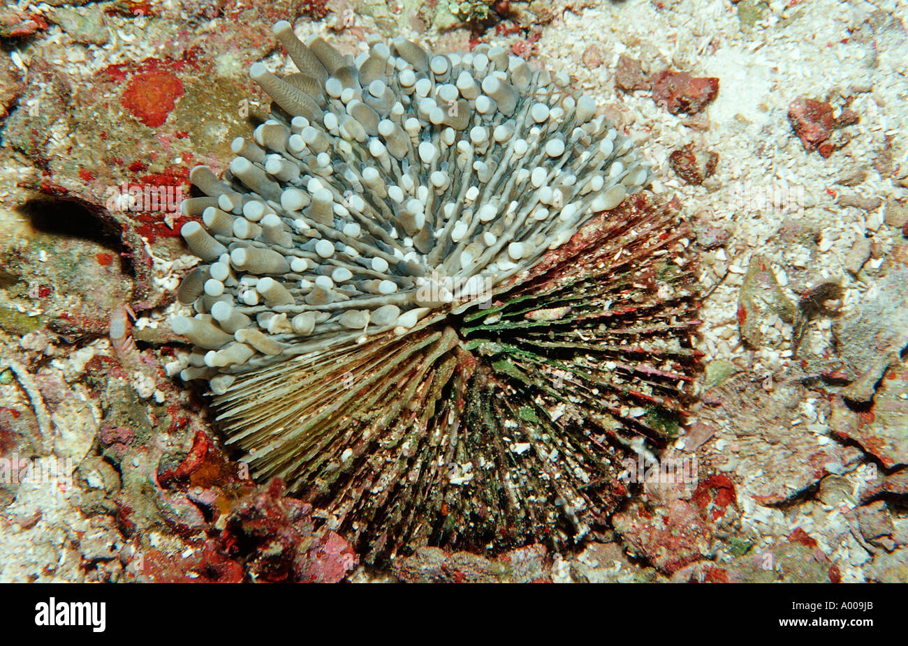 Sick Mushroom coral Ctenactis echinata Indonesia Wakatobi Dive Resort ...