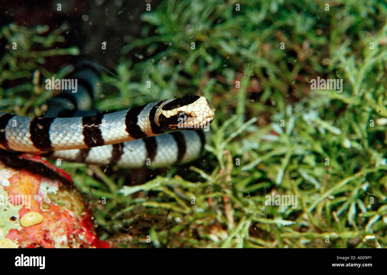 Banded Yellow lip Sea Snake Laticauda colubrina Indonesia Raja Ampat ...