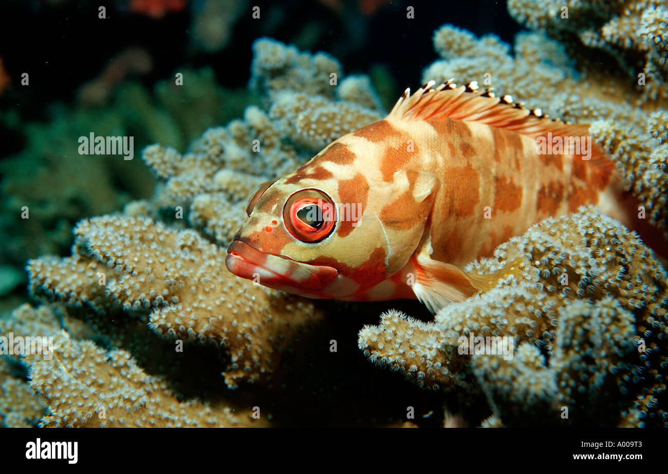 Black tipped grouper Epinephelus fasciatus Indonesia Wakatobi Dive ...