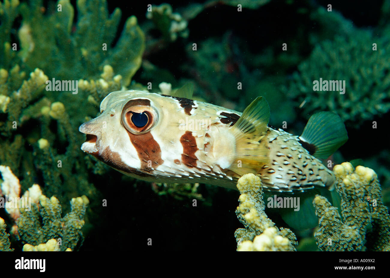 Black blotched porcupinefish Diodon liturosus Indonesia Wakatobi Dive ...