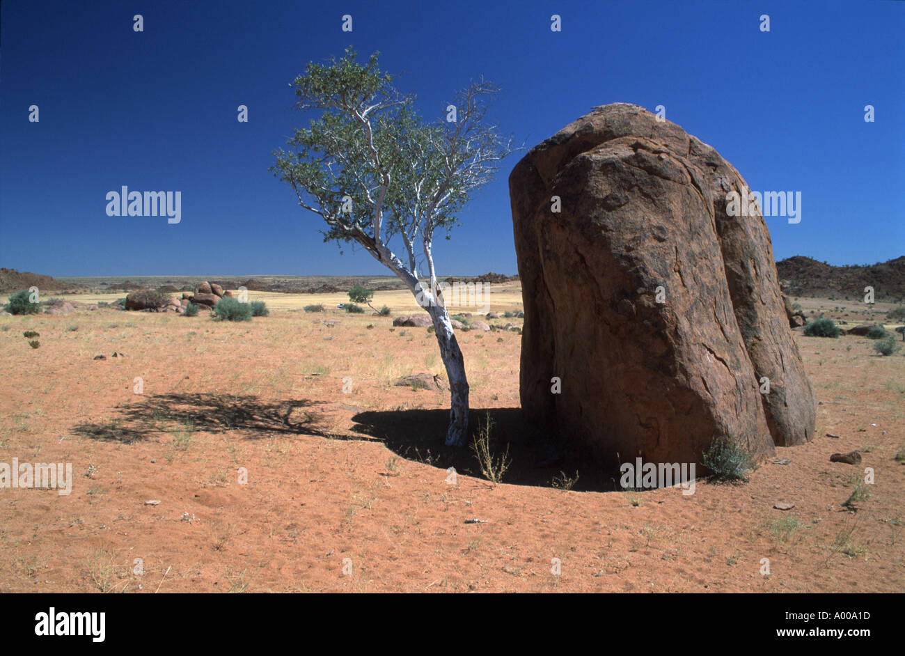 Desert tree shaded by rock Namibia 2000 Stock Photo - Alamy