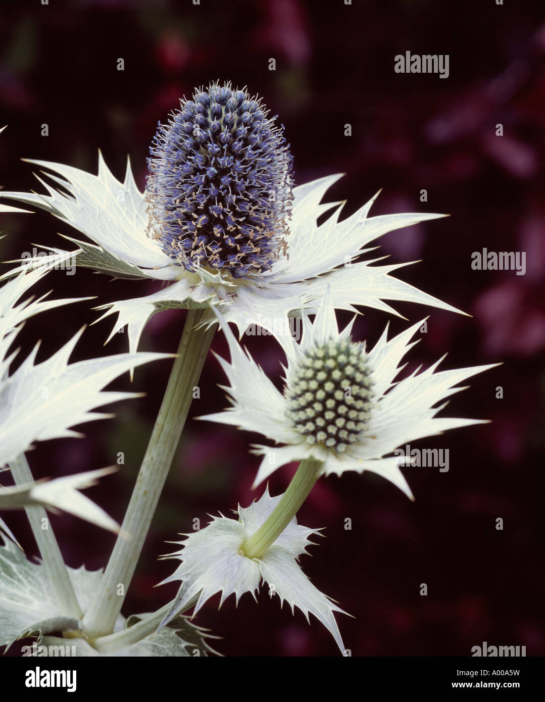Eryngium giganteum or Miss Wilmotts ghost .Hardy herbaceous perennial ...