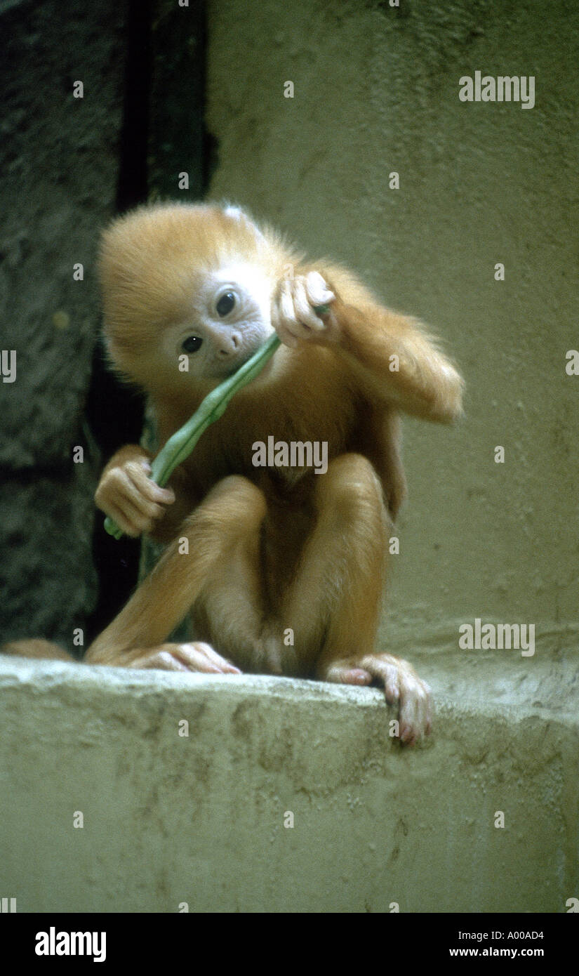 little ape monkey Stock Photo - Alamy