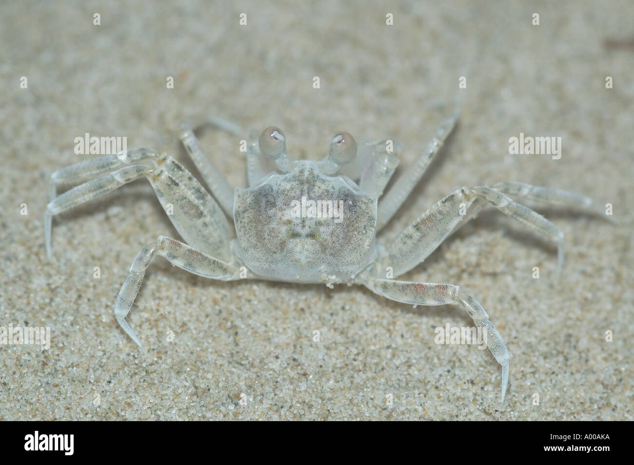 Baby Ghost Crab