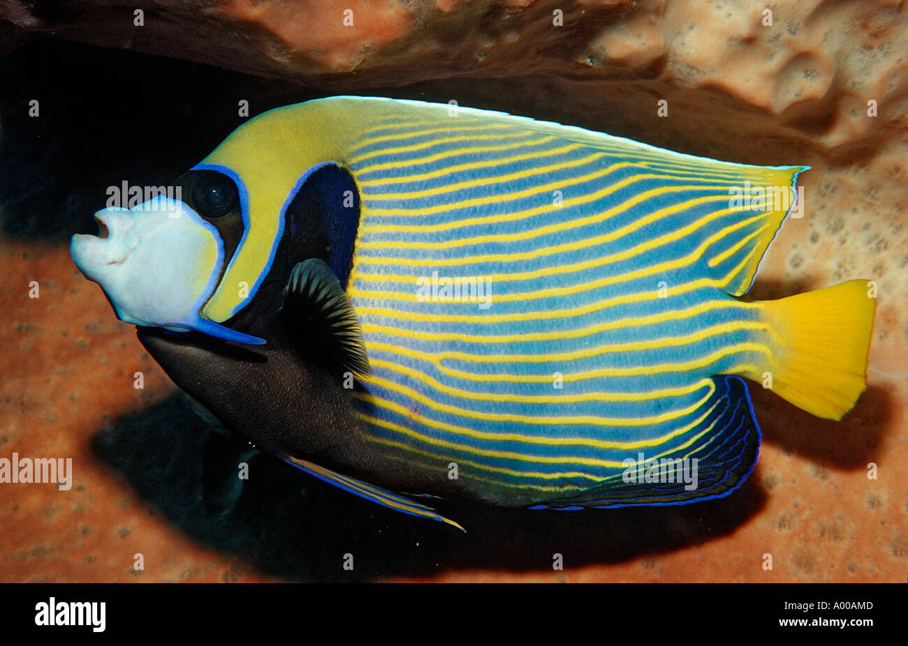 Emperor angelfish Pomacanthus imperator Indonesia Raja Ampat Irian Jaya ...