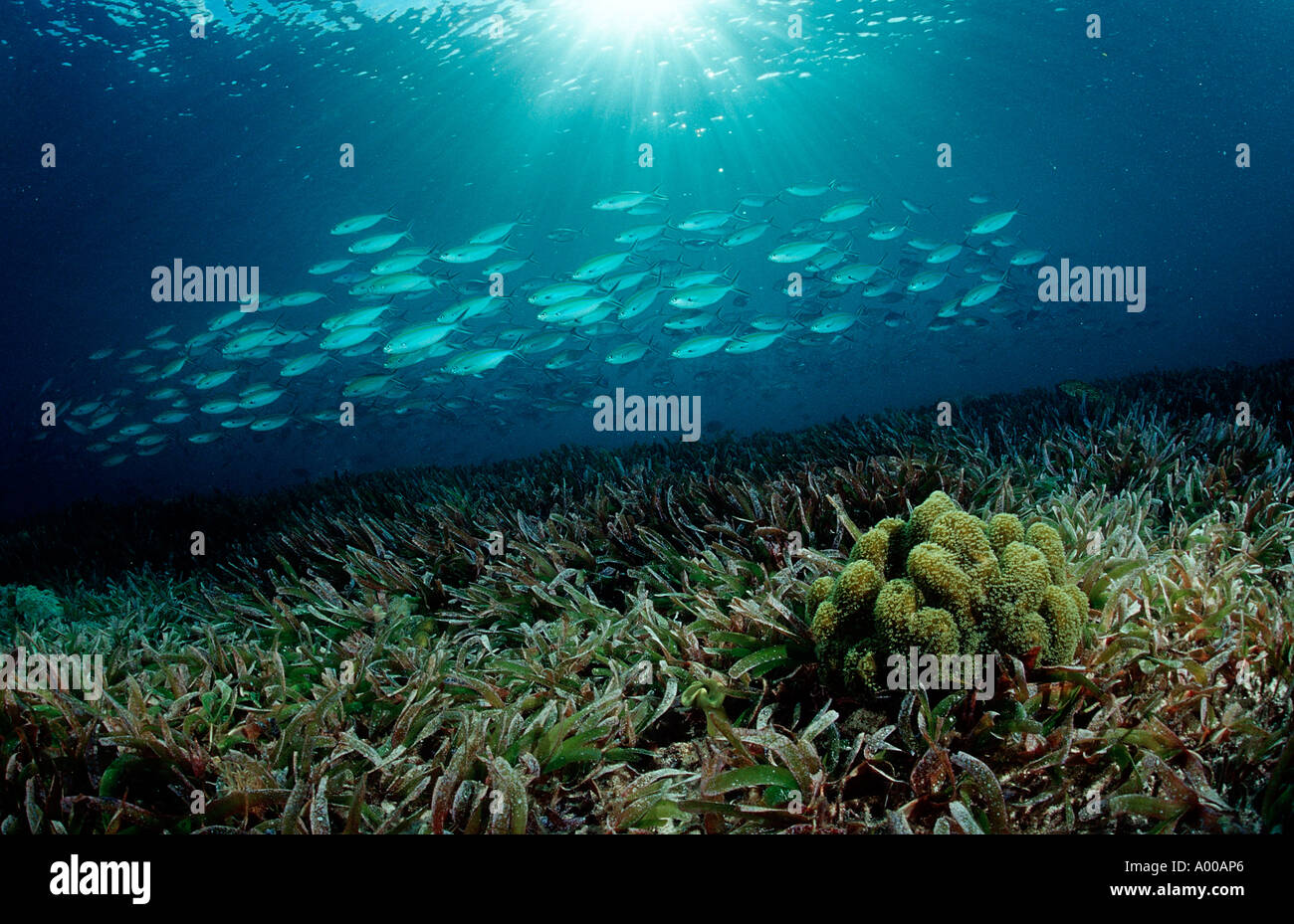 schooling fusiliers over sea grass Caesionidae Indonesia Wakatobi Dive ...
