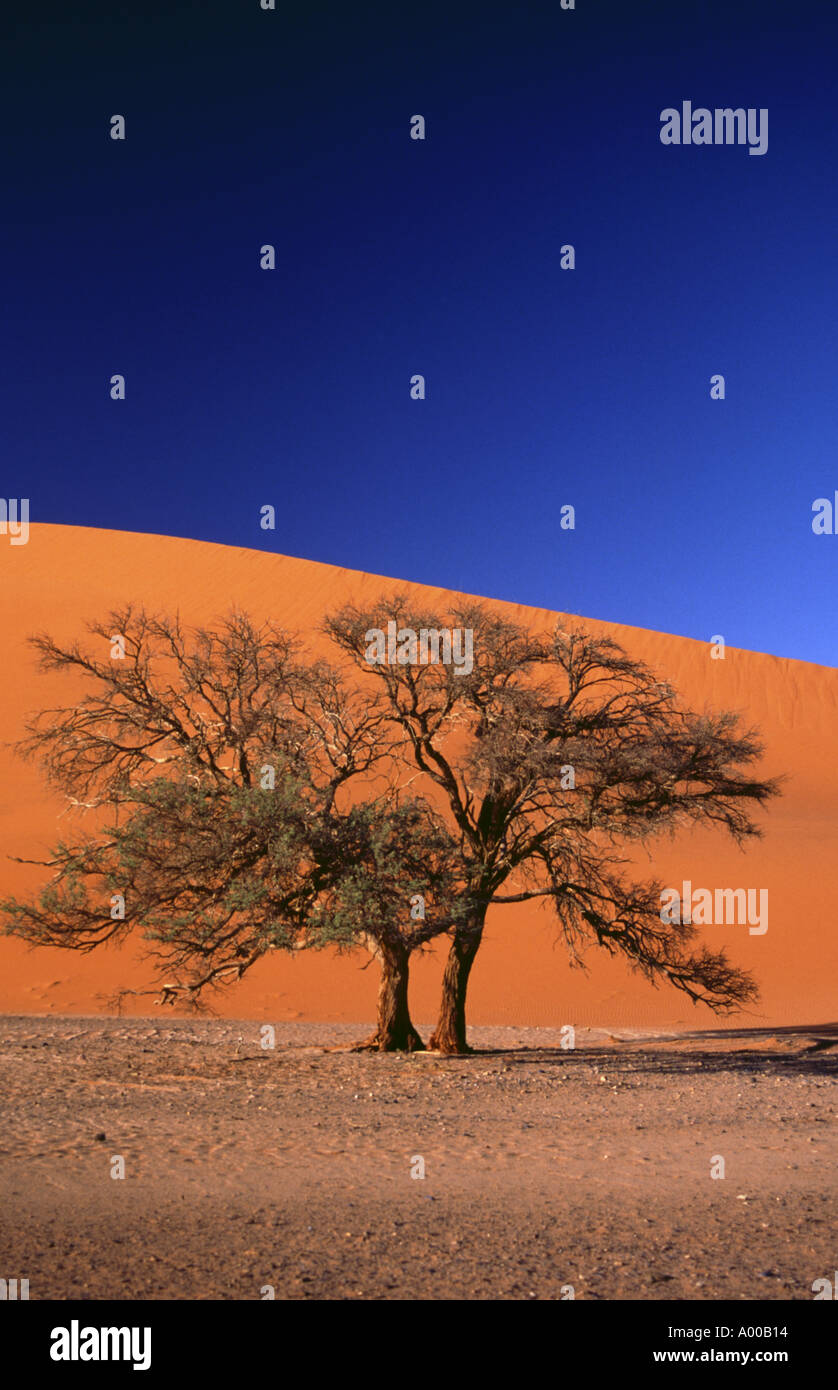 Namibia single tree in the Namib desert Stock Photo - Alamy