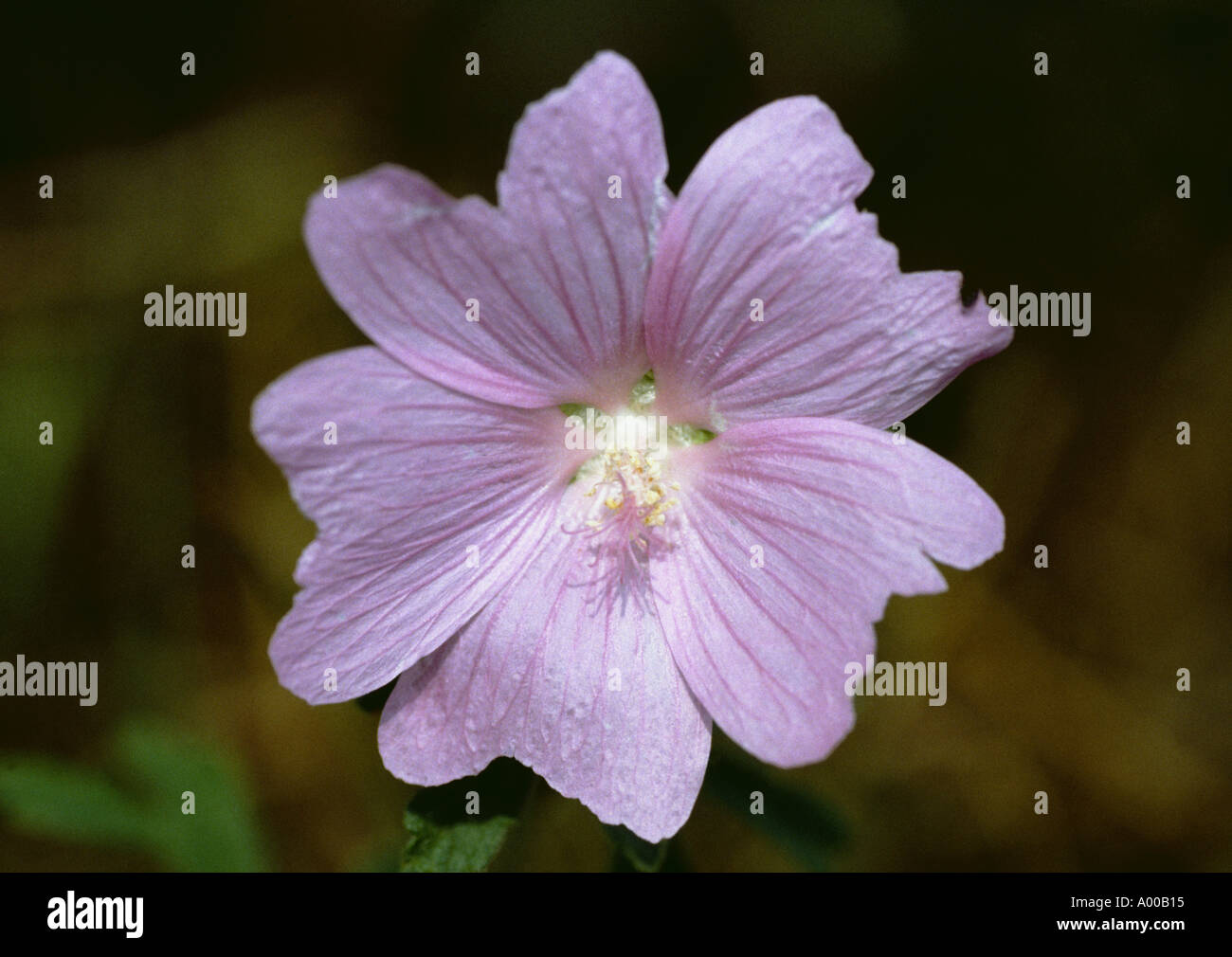 Blossom of the common mallow malva sylvestris medicinal plant Stock ...