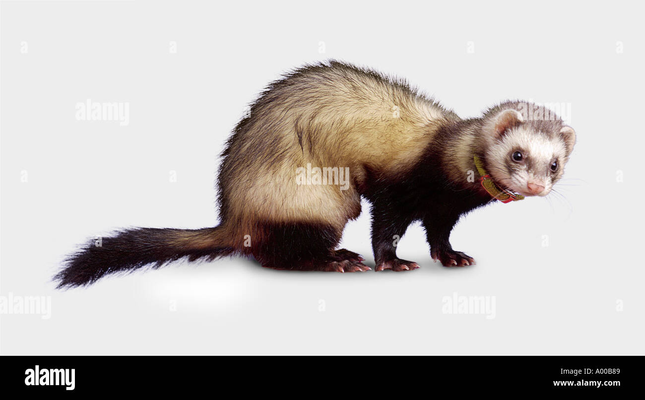 Ferret cut out hi-res stock photography and images - Alamy