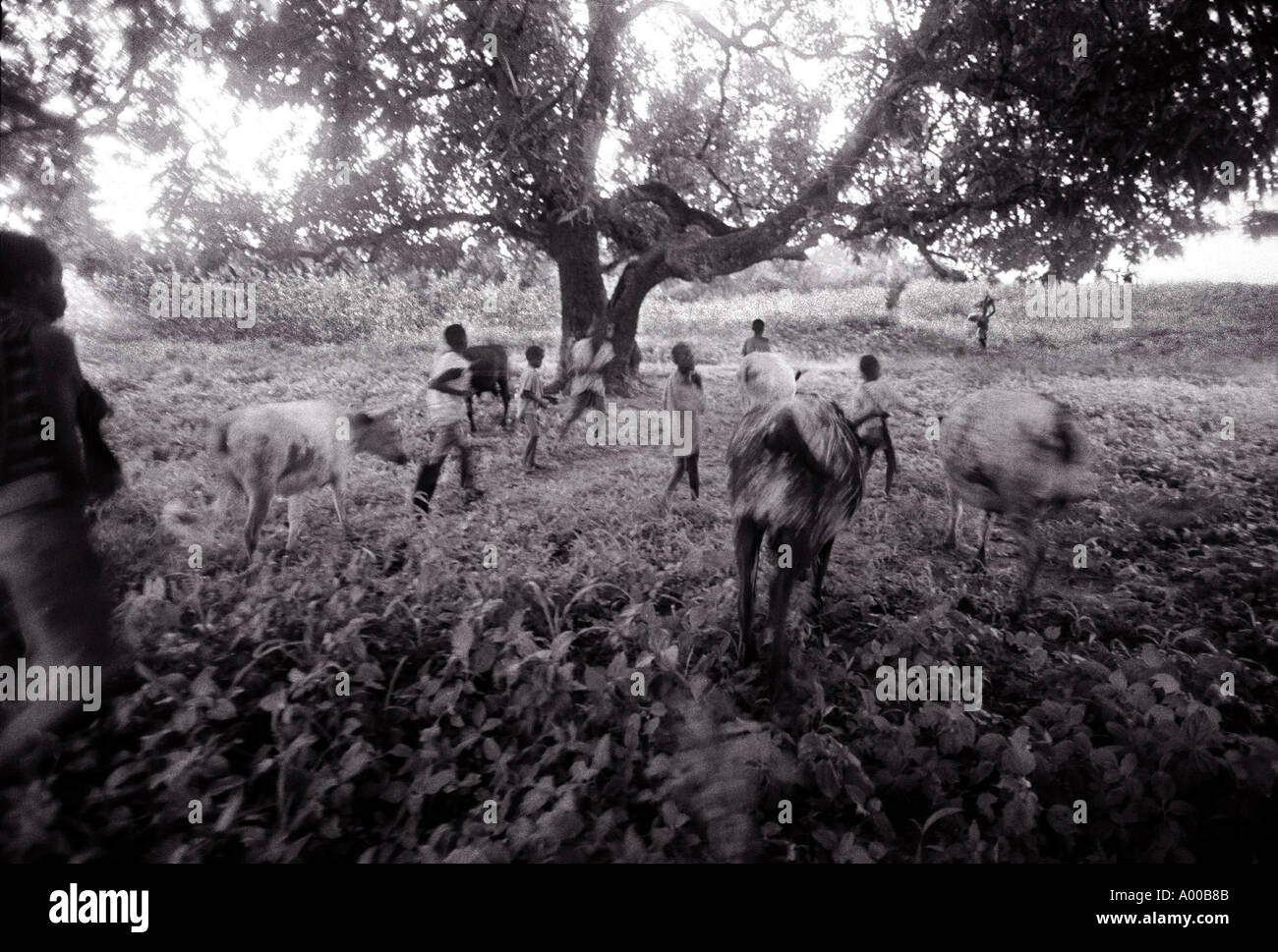 Boys watch their cows under the mango trees in Dembel Jumpora The end ...
