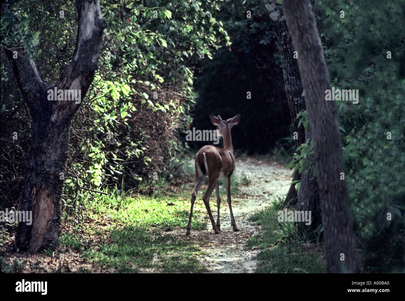 Deer trail hi-res stock photography and images - Alamy