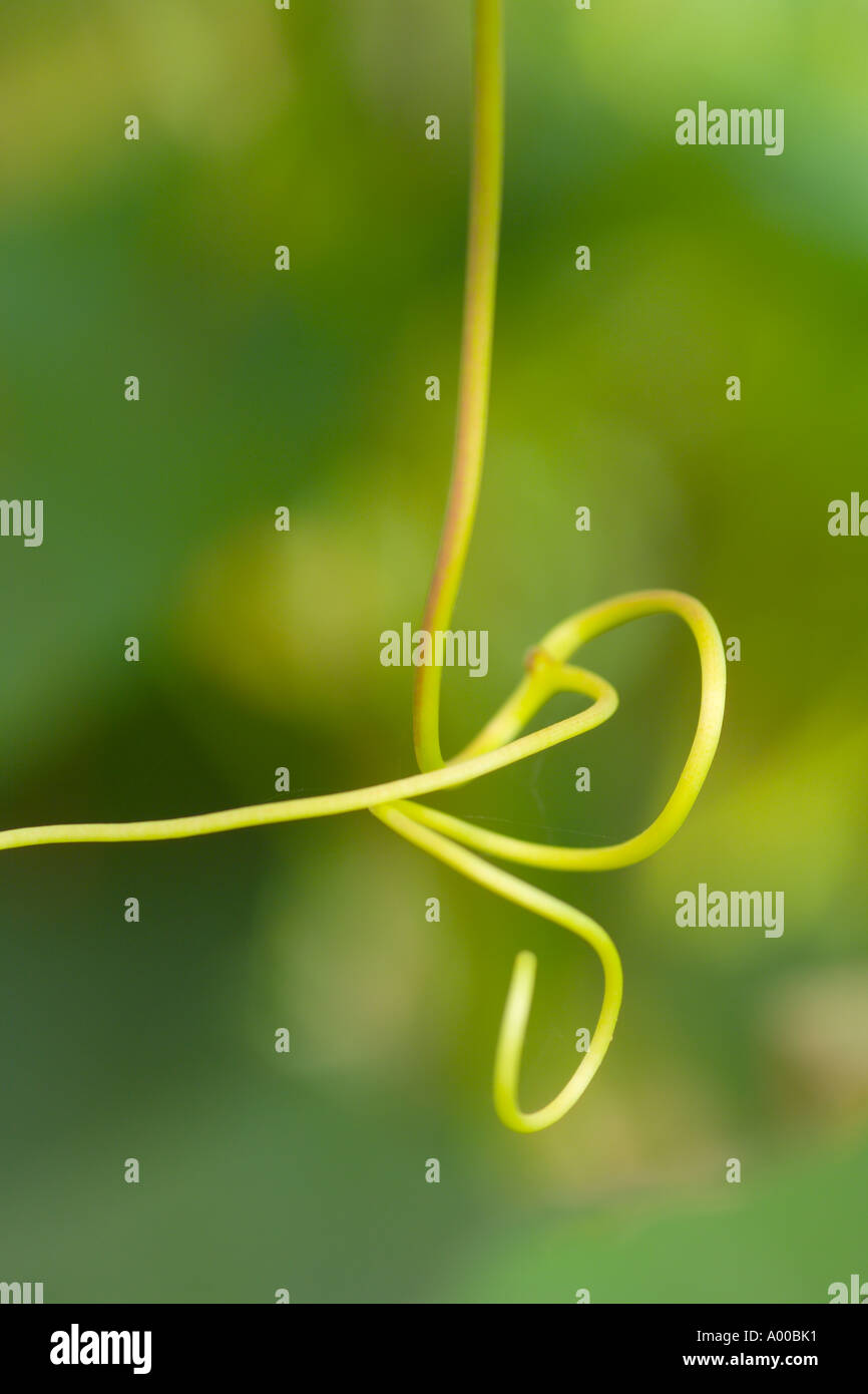 Tendrills hi-res stock photography and images - Alamy