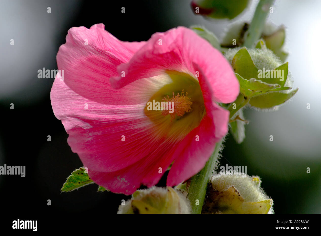 Fower buds hi-res stock photography and images - Alamy