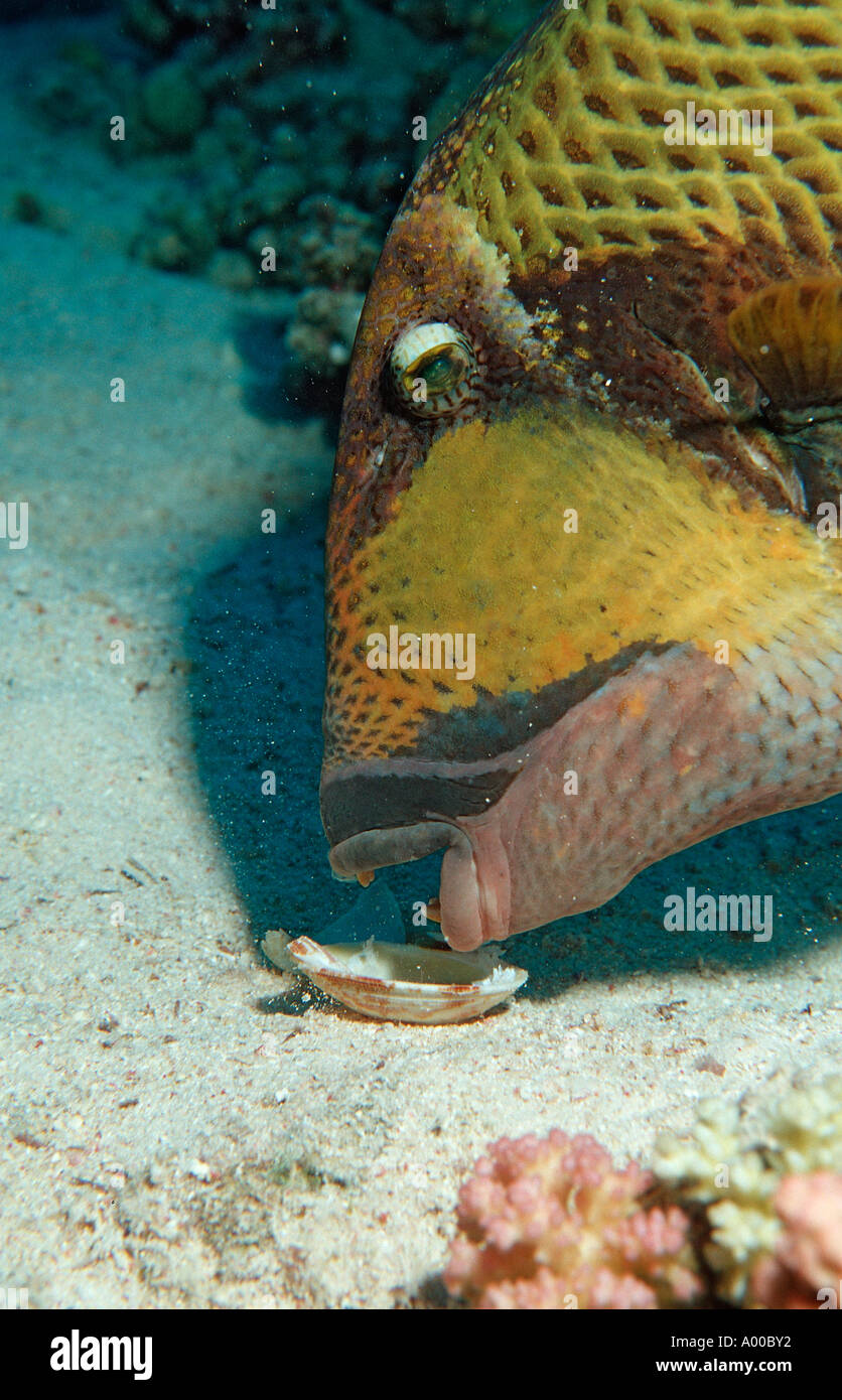 Moustache trifferfish eating shell Balistoides viridescens Egypt Sha ab ...
