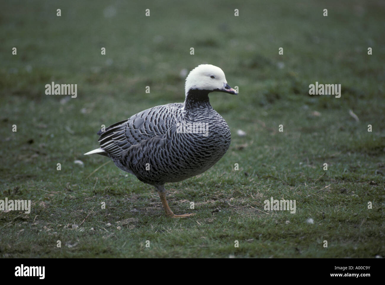 Emperor Goose Anser canagicus standing on ground on one leg Stock Photo ...