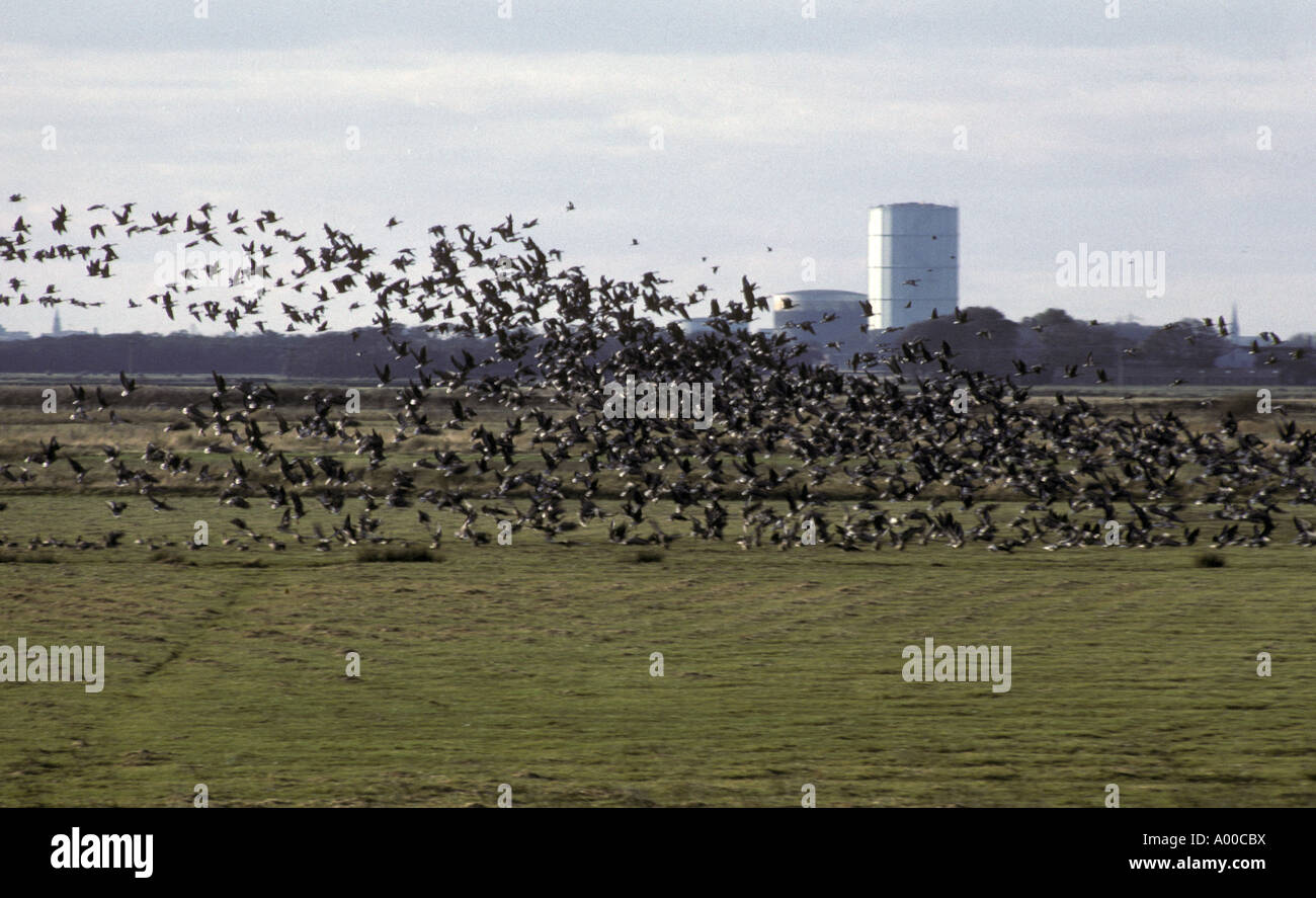 Pink footed Goose Anser brachyrhynchus Flock coming in to land at ...