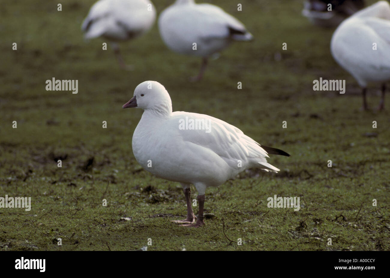 Ross s goose hi-res stock photography and images - Alamy