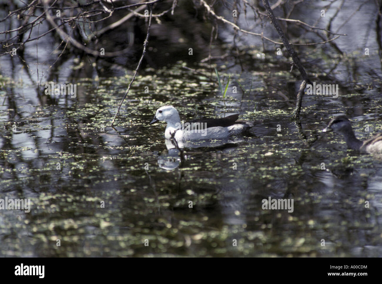 Cotton pygmy goose hi-res stock photography and images - Alamy