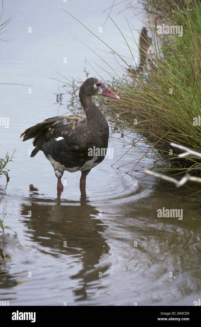 Spur winged geese plectropterus gambensis hi-res stock photography and ...