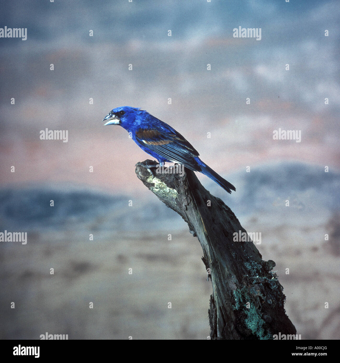 Northern Blue Grosbeak Guiraca caerulea Perched Stock Photo - Alamy