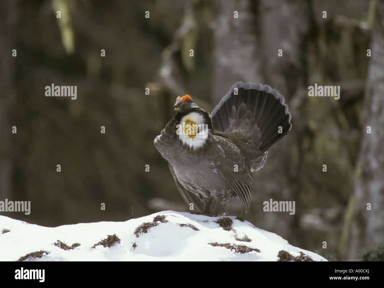 North american blue grouse hi-res stock photography and images - Alamy
