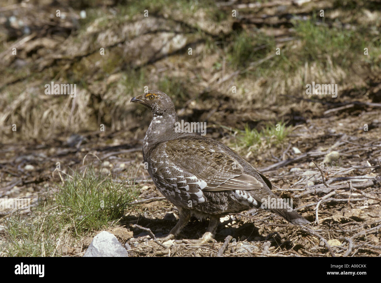 North american blue grouse hi-res stock photography and images - Alamy