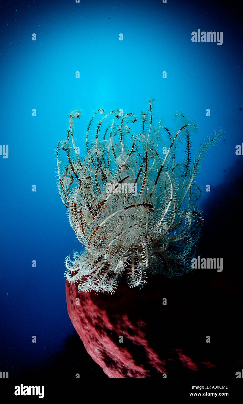 featherstar crinoids Crinoidea Indonesia Wakatobi Dive Resort Sulawesi ...