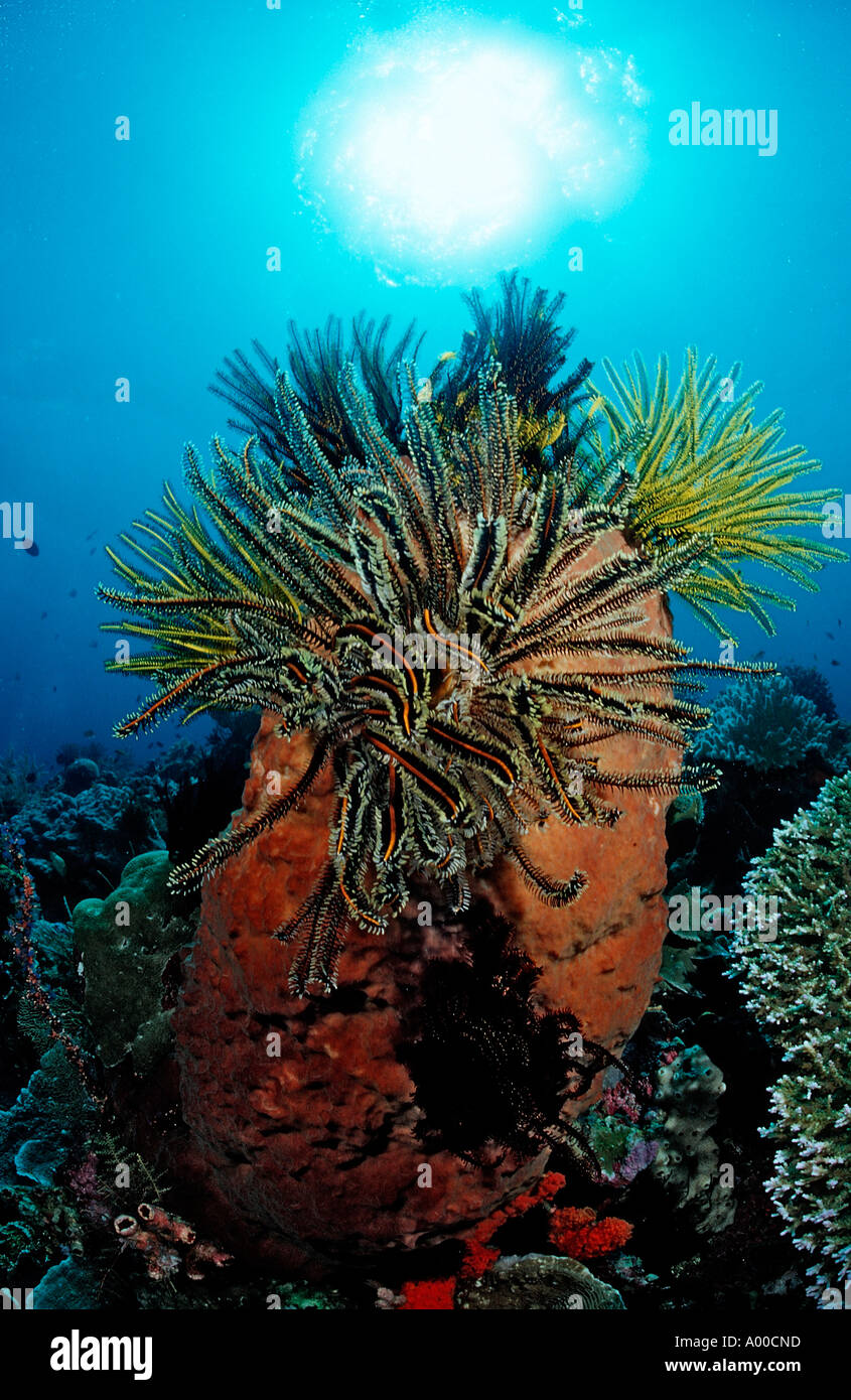 featherstar crinoids on sponge Crinoidea Indonesia Wakatobi Dive Resort ...