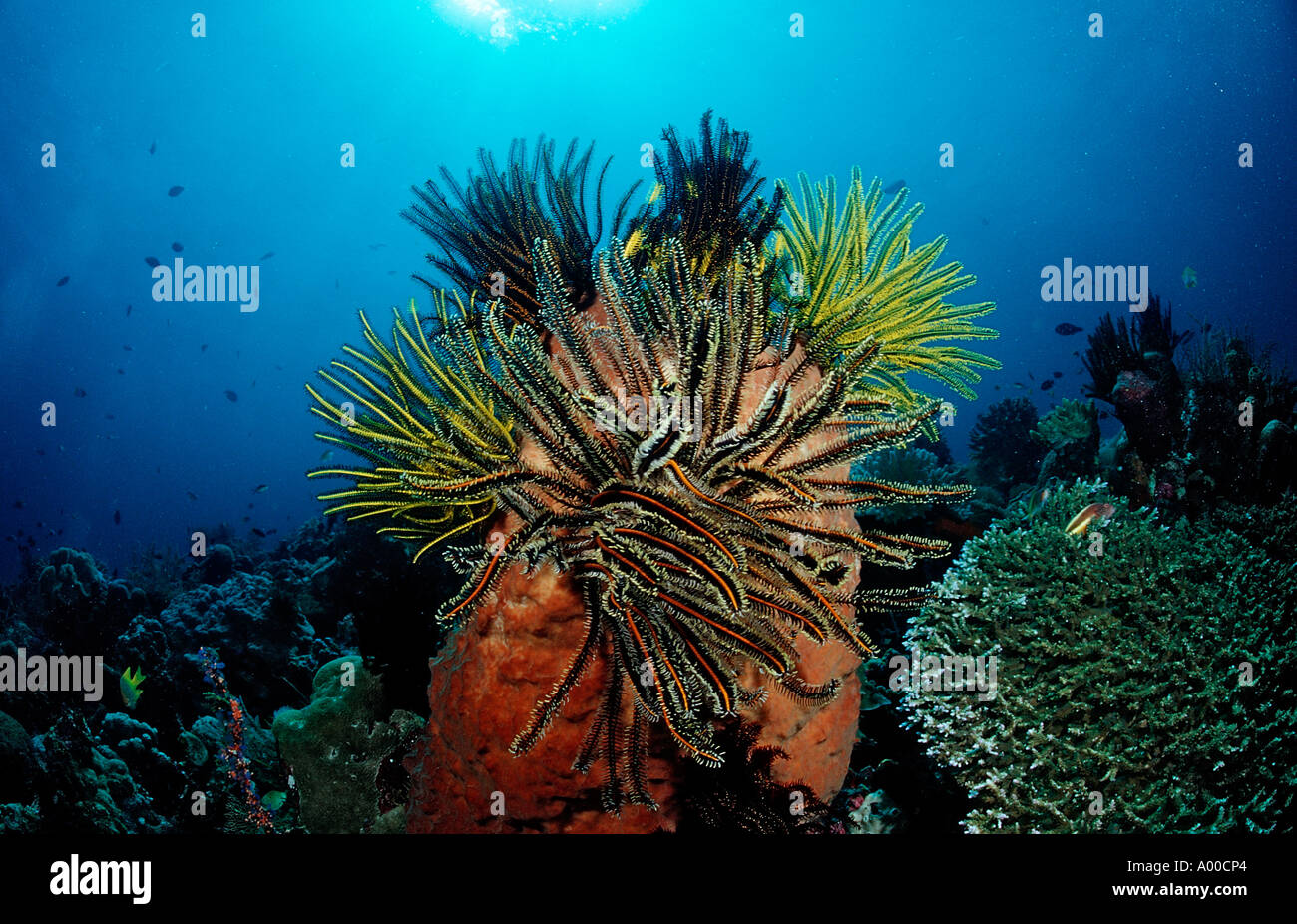 featherstar crinoids on sponge Crinoidea Indonesia Wakatobi Dive Resort ...