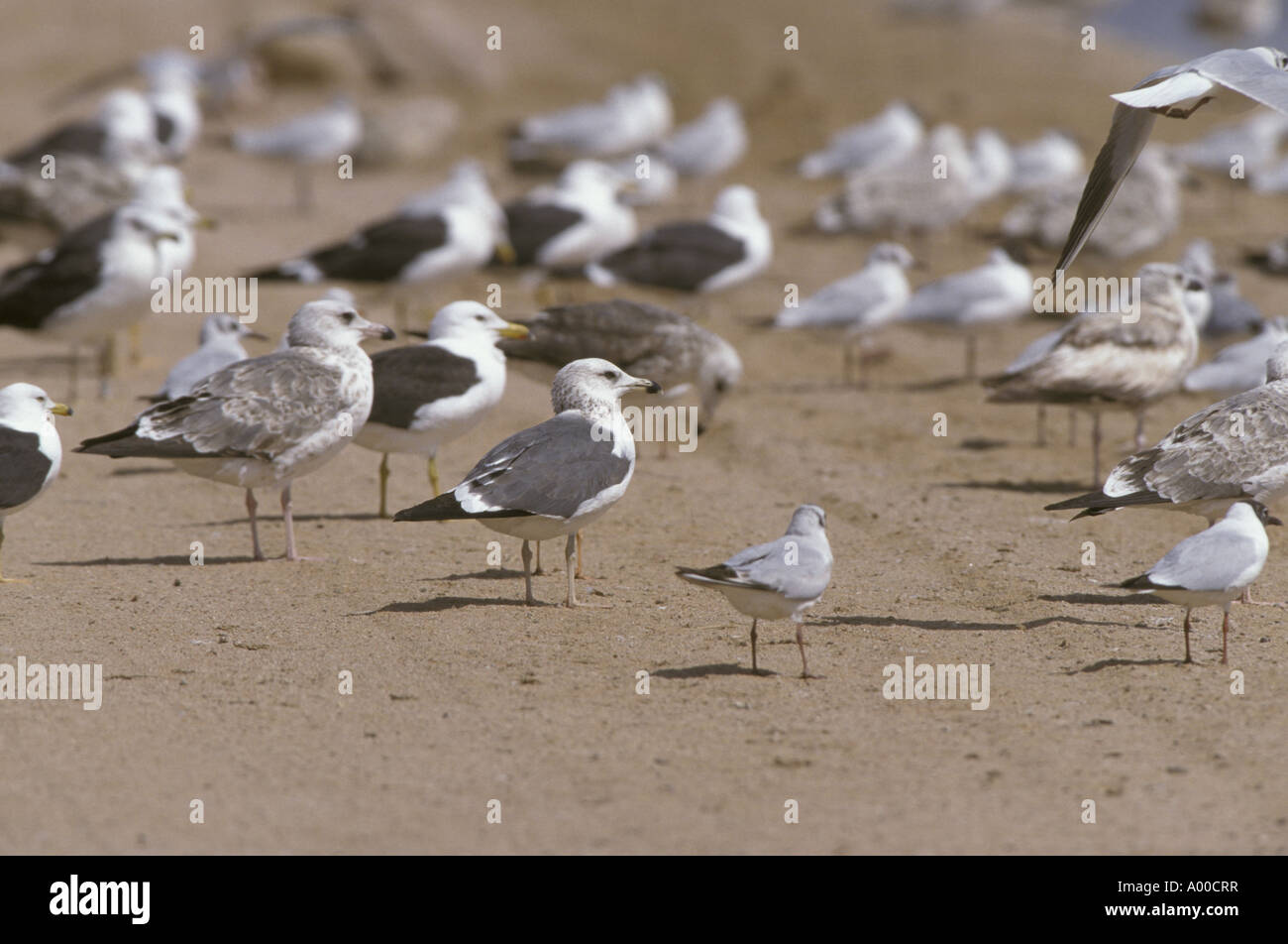 Armenian Gull Larus armenicus With Lr Black Back Gulls Jordan Stock ...
