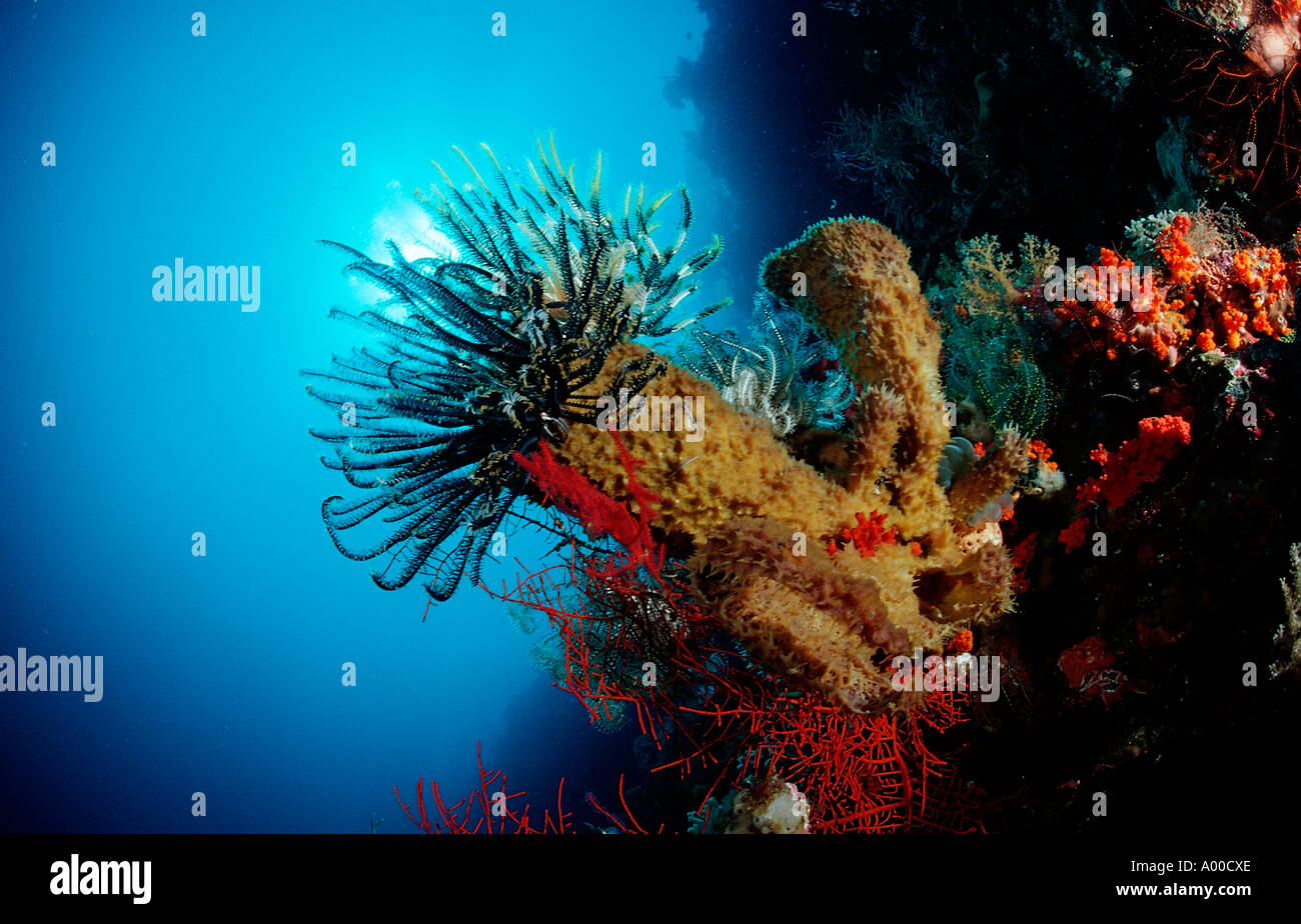 featherstar crinoids Crinoidea Indonesia Raja Ampat Irian Jaya West ...