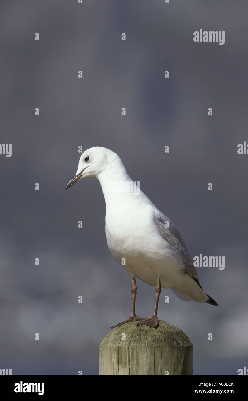 Hartlaub seagull hi-res stock photography and images - Alamy